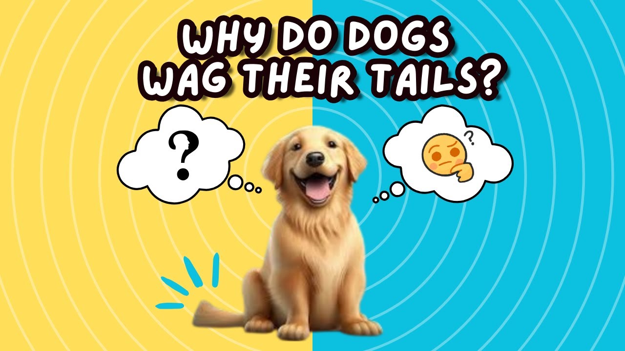 [Smart Scoop 5] Why Do Dogs Wag Their Tails? The Surprising Science ...