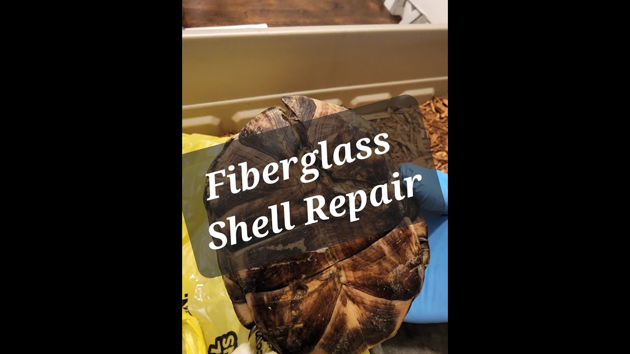 Repairing a Turtle Shell with Fiberglass www.dandytortoise.com - YouTube