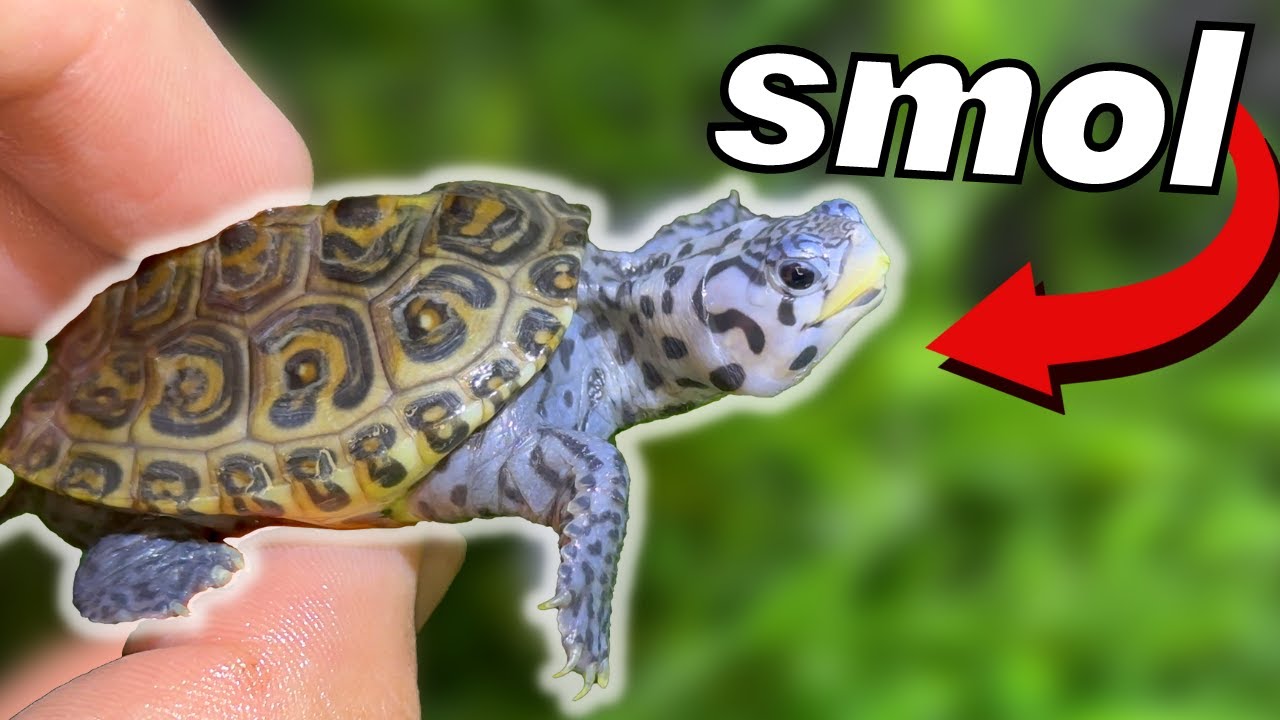 GOOD NEWS For This Tiny Special Needs Turtle 🐢 - YouTube