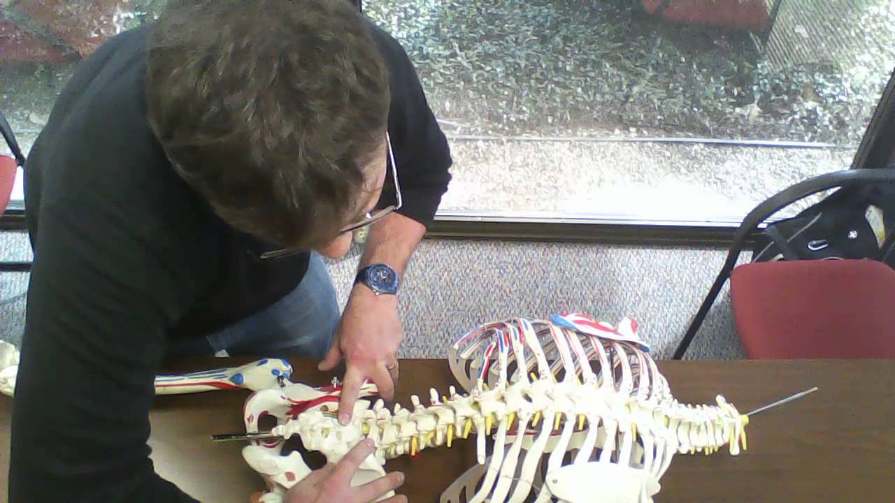 Lumbosacral Junction - YouTube