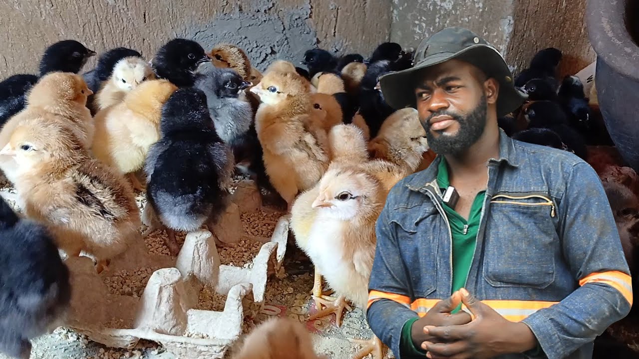 Yiga Okulunda Enkoko Enganda ne Mwaami Kiyingi - YouTube