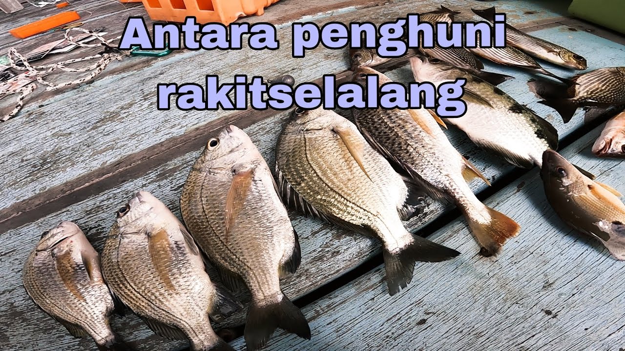 sentak2 si ikan kuku/kalakati.. mancing di rakit kampung - YouTube