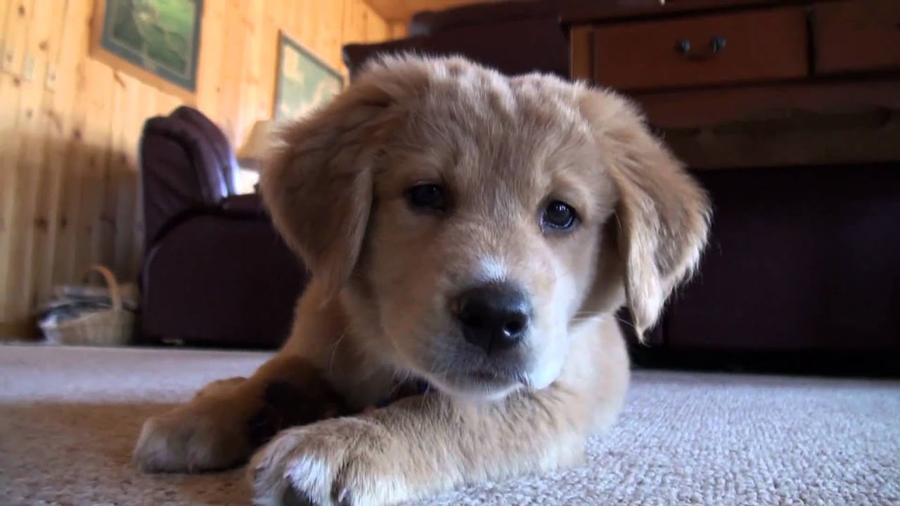 Sony HXR-MC50u HD TEST - YouTube