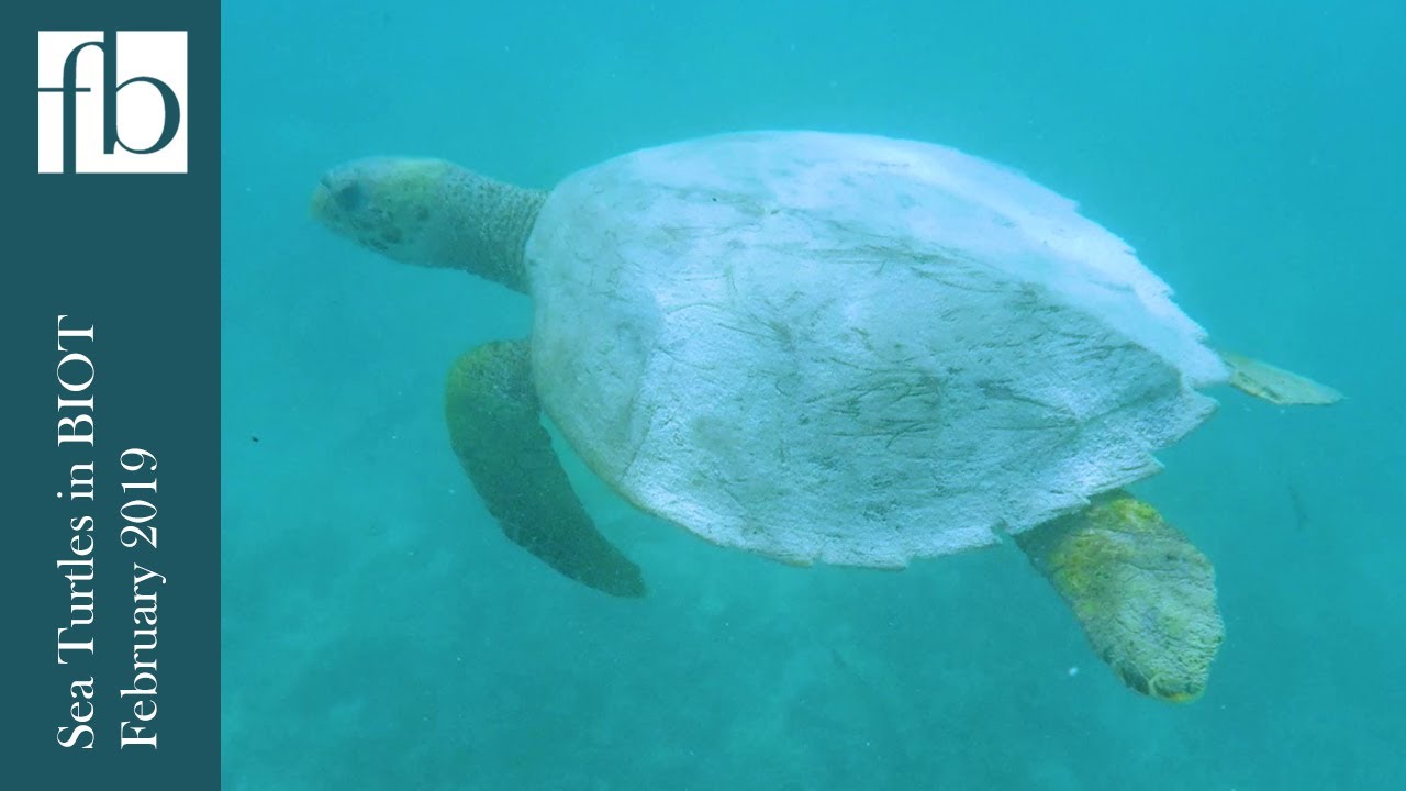 Turtles in the British Indian Ocean Territory - YouTube