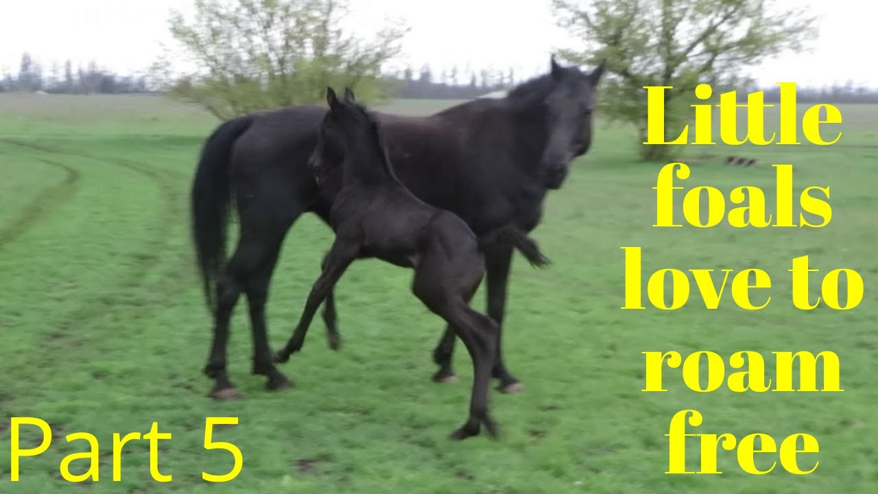 Little foals love to roam free. Part 5 - YouTube