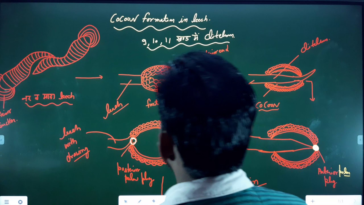 Cocoon formation in leech bsc PART 1 - YouTube