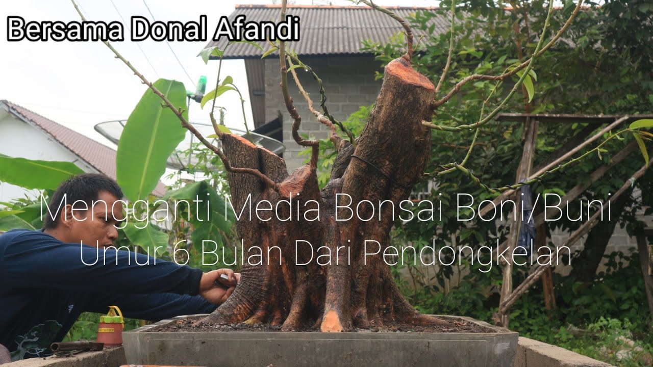 mengganti media bonsai boni/buni umur 6 bulan dari pendongkelan - YouTube