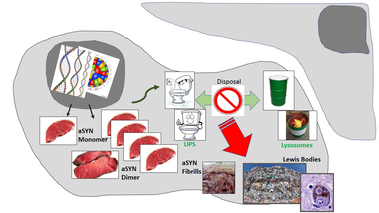 What happens if cells stop recycling protein trash? - YouTube