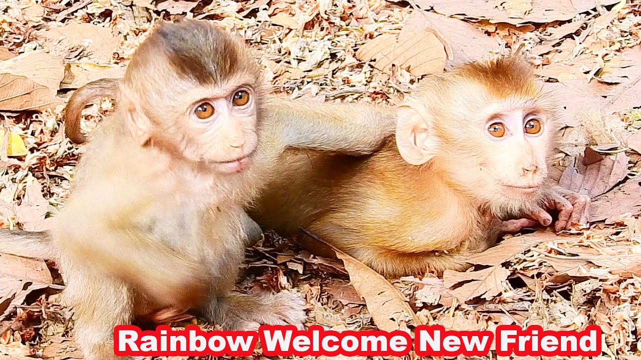 Little BB Rainbow come out to welcome new abandoned BB monkey Nicole ...
