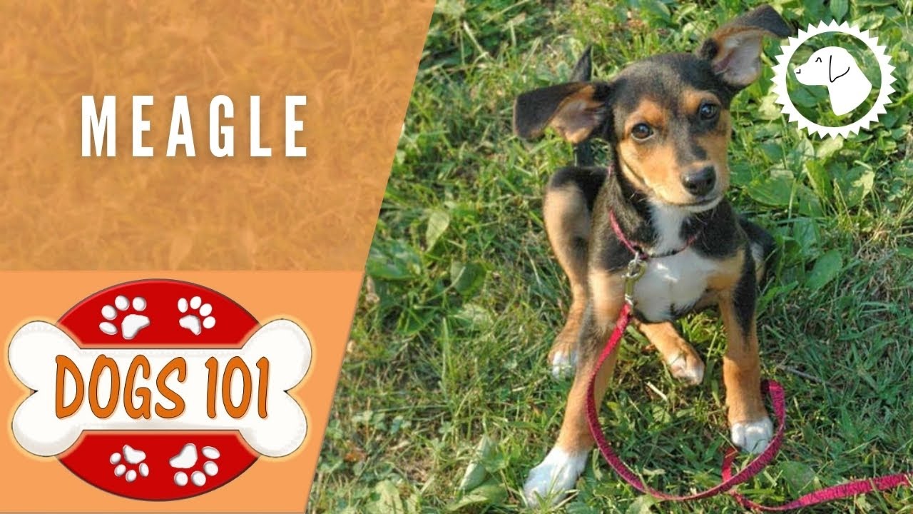 Dogs 101 - MEAGLE - Top Dog Facts about the MEAGLE | DOG BREEDS 🐶 # ...