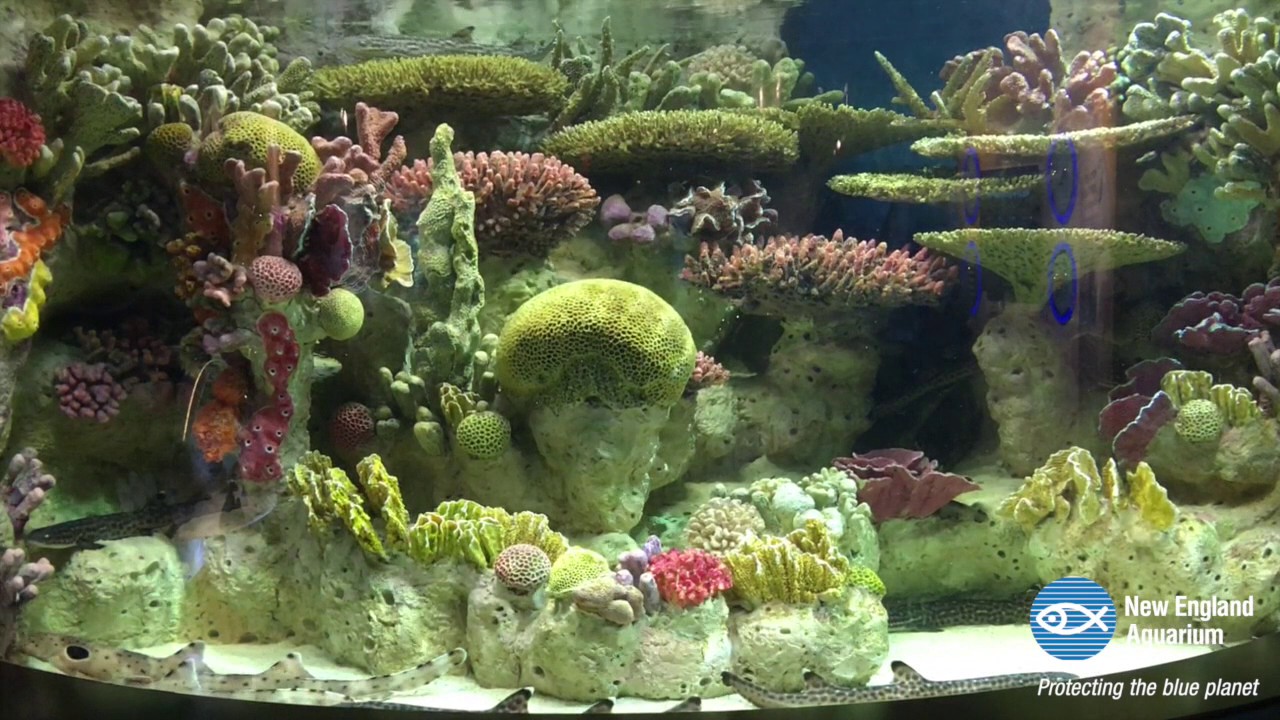 Good morning, sharks! - YouTube