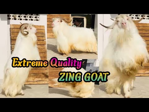 The Most Awaited Exotic Zing Goat Of Year 2023 Mashallah Zing Bakra ...