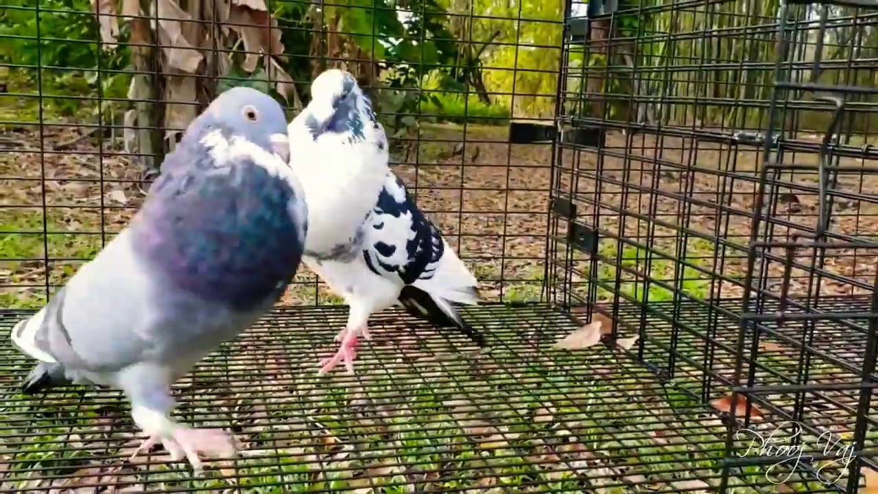 Cuban Pouter - New Young Hen #pigeon #pigeons #dove - YouTube