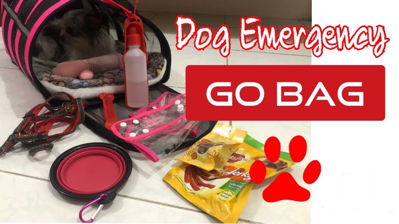 DOG EMERGENCY GO BAG : IMPORTANT THINGS TO BRING AND PREPARE - YouTube