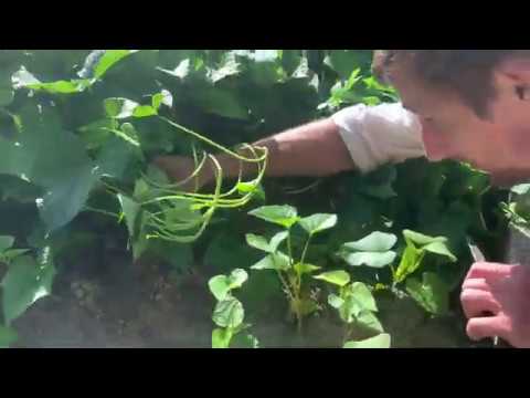 Hayman Sweet Potato Planting Video - YouTube
