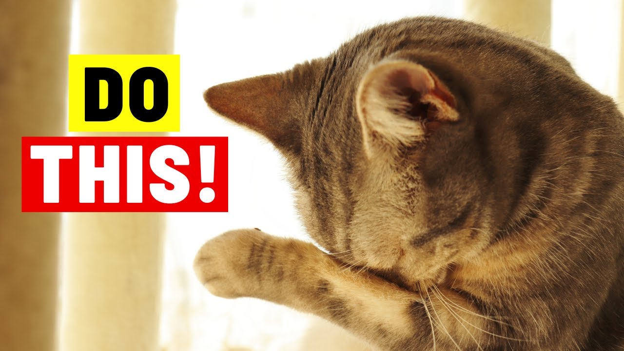 How to Apologize to Your Cat - YouTube