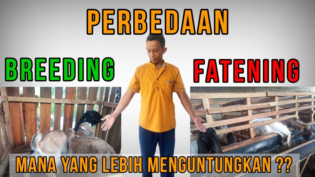 Pilih Ternak Kambing Breeding Apa Penggemukan - YouTube