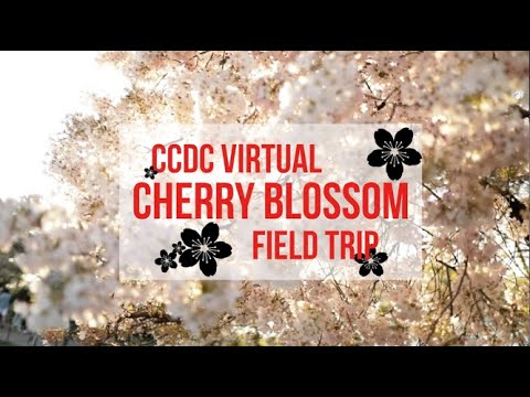 2021 Spring Virtual Field Trip to National Cherry Blossom Festival ...