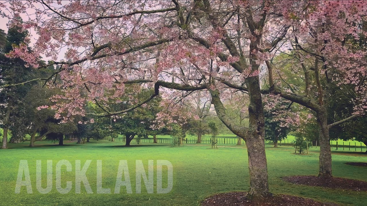 Cherry Blossoms in the Rain | Cha Chaan Teng Brunch & Upscale Grocery ...