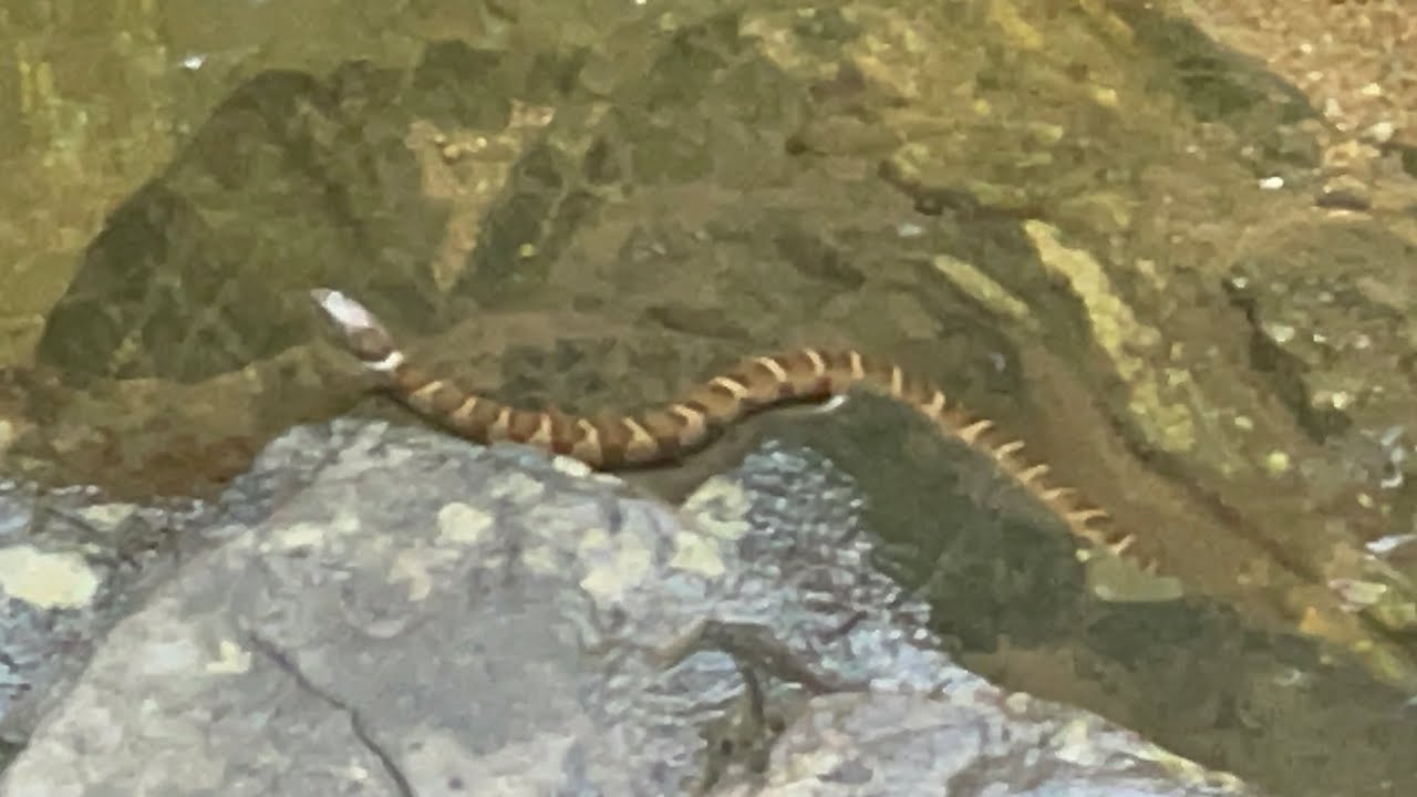 The Story of Wilson the Fish - YouTube