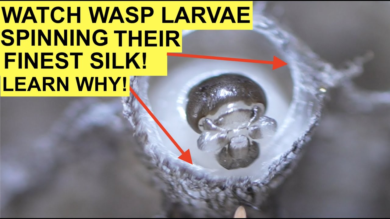 WASP LARVA SPINNING THE FINEST SILK FOR HER COCOON! CLOSE UP! Polistes ...
