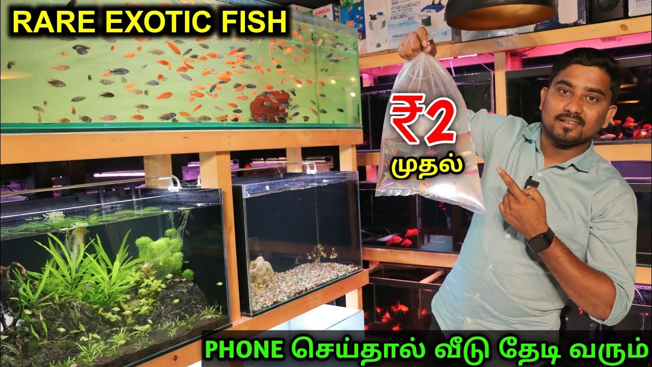 2 ரூபாய் முதல் Rare Fish Collection | Exotic Fish | Cheapest Fish ...