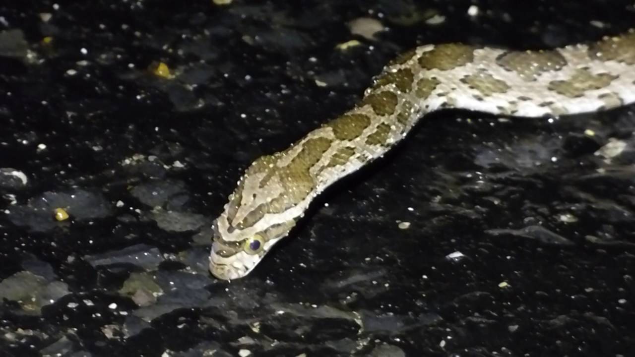Great Plains Rat Snake (Pantherophis emoryi) drinking, - YouTube