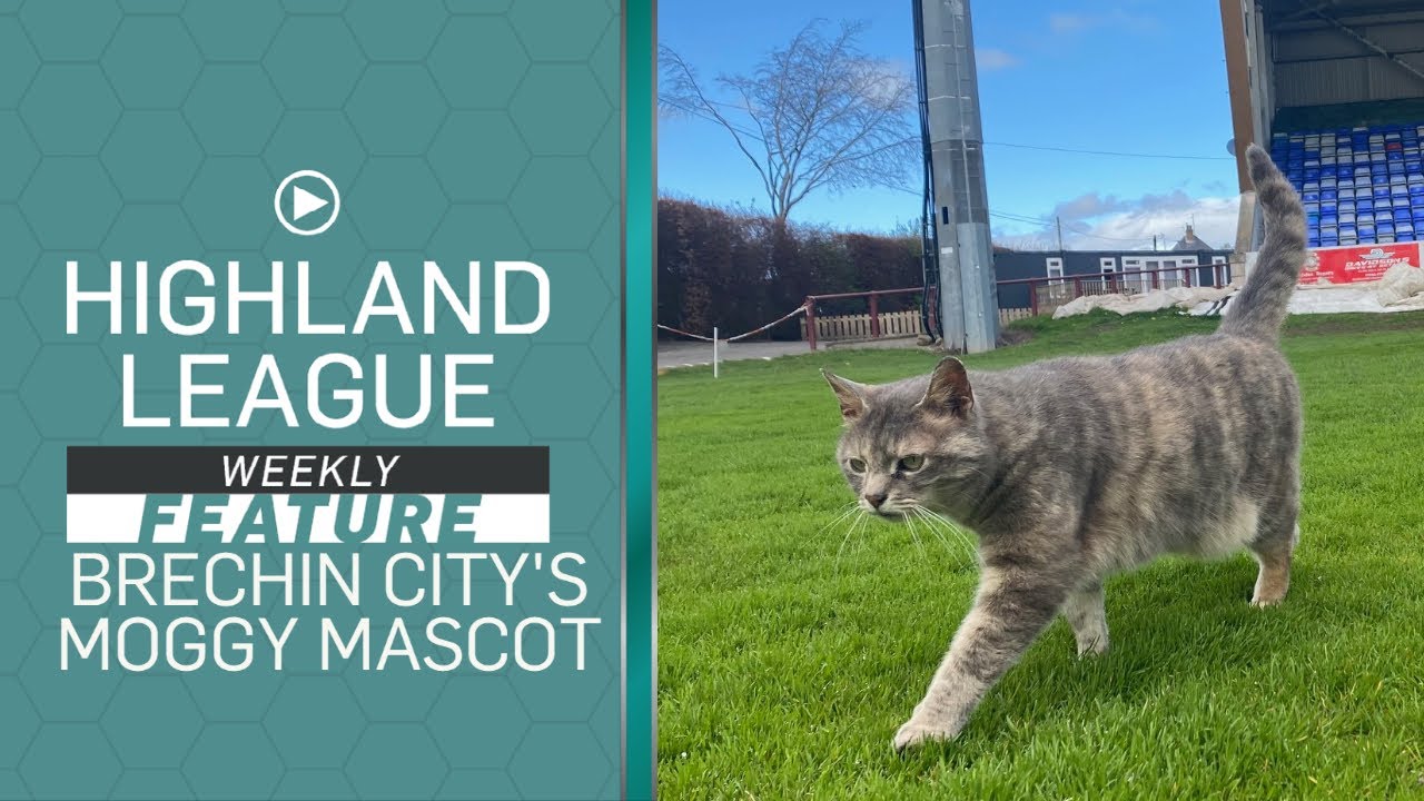 Dolly the cat: Meet Brechin City's moggy mascot who has been a regular ...