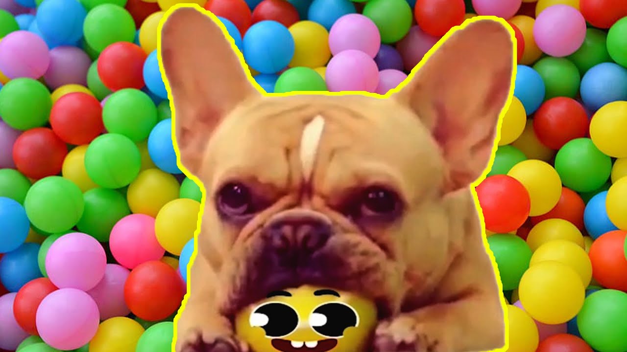 DOGS living their BEST LIFE | funny dogs videos - YouTube