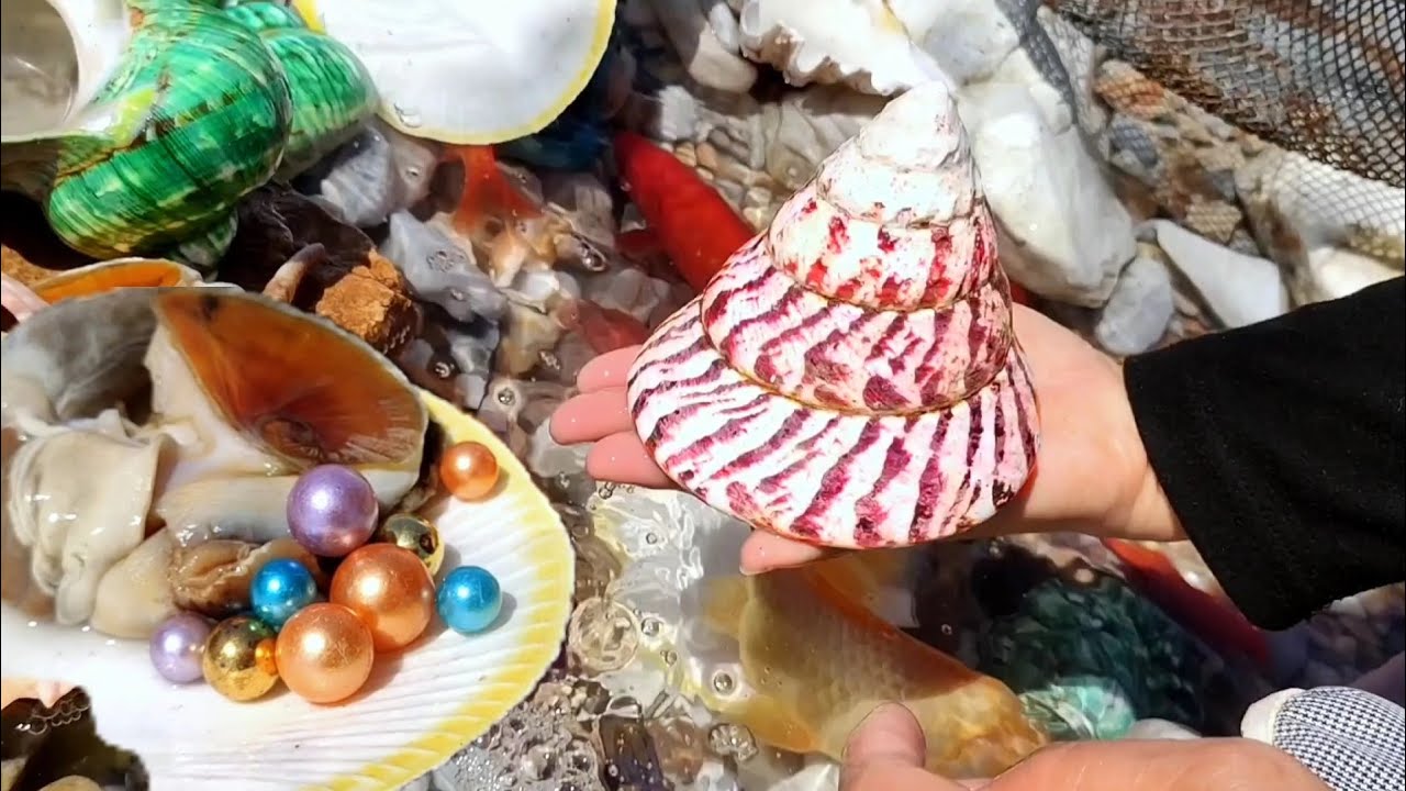 Warm ocean currents bring strange pearly snails, never-before-seen ...