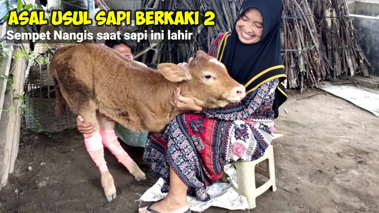 ASAL USUL SAPI BERKAKI DUA PEMILIKNYA SEMPET NANGIS SAAT SAPI INI LAHIR ...