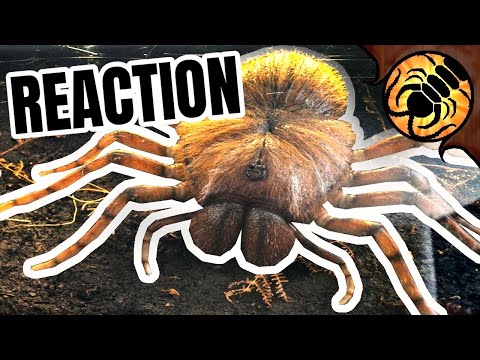 Largest Prehistoric Spider