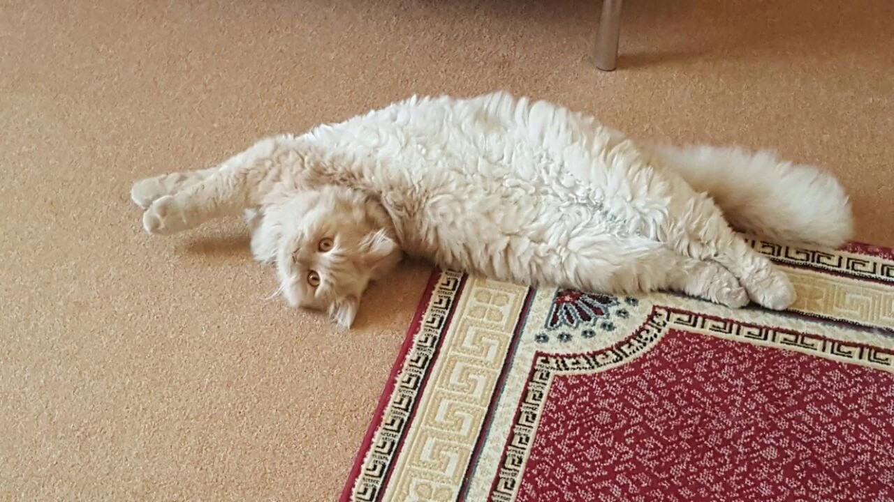 funny and lovable cat poses - YouTube