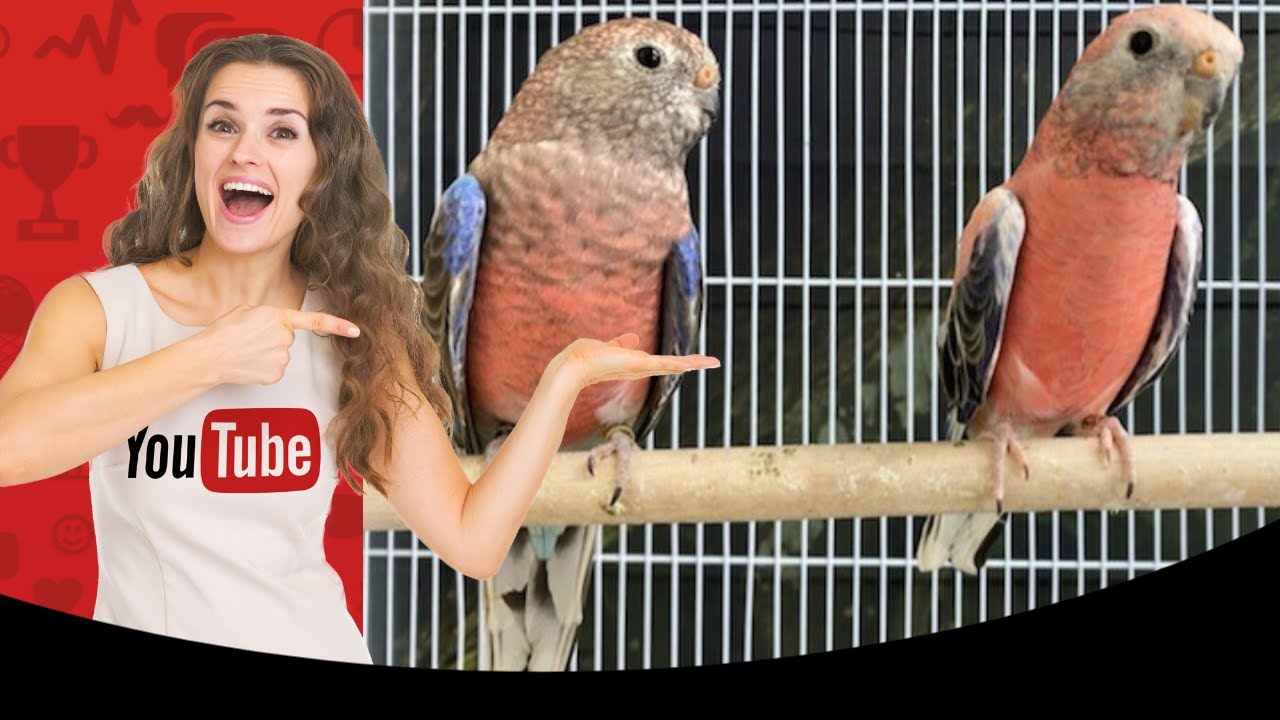 Rosy bourke parakeet as Pets | Living with Rosey Bourke Parakeets ...