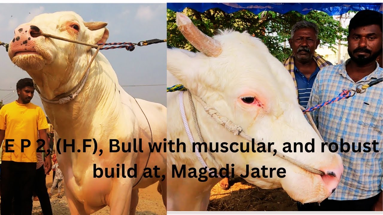E P 2, (H.F), Bull with muscular, and robust build at, Magadi Jatre ...