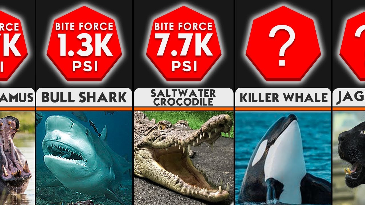 Animals With The Strongest Bite Force - Comparison - YouTube