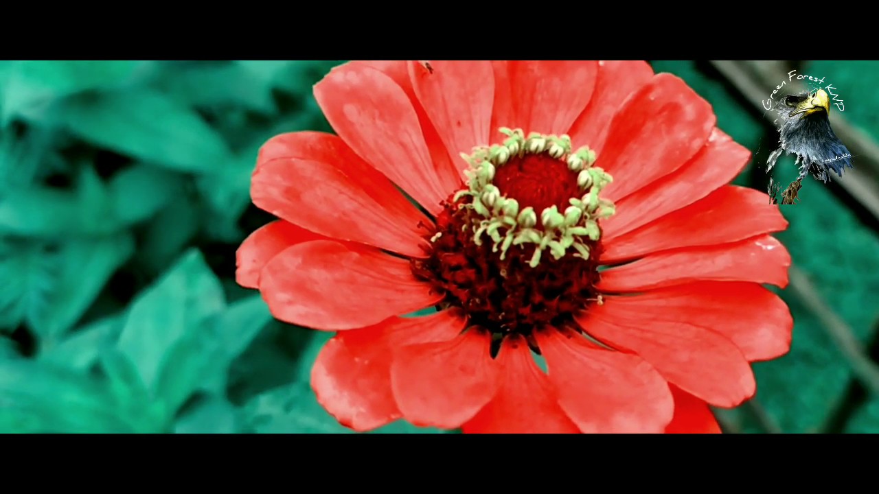 Beautiful Cinematic flower video. - YouTube