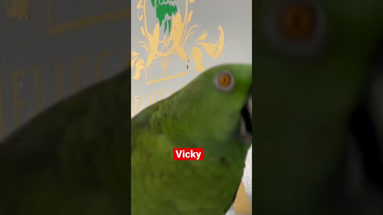 Loro hablando - YouTube