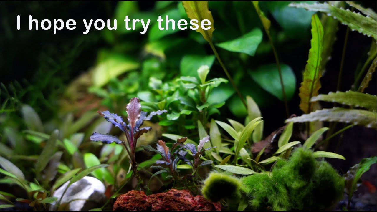 A Few Random Aquatic Plants I Hope You Try (And How I LOVE To Use Them ...