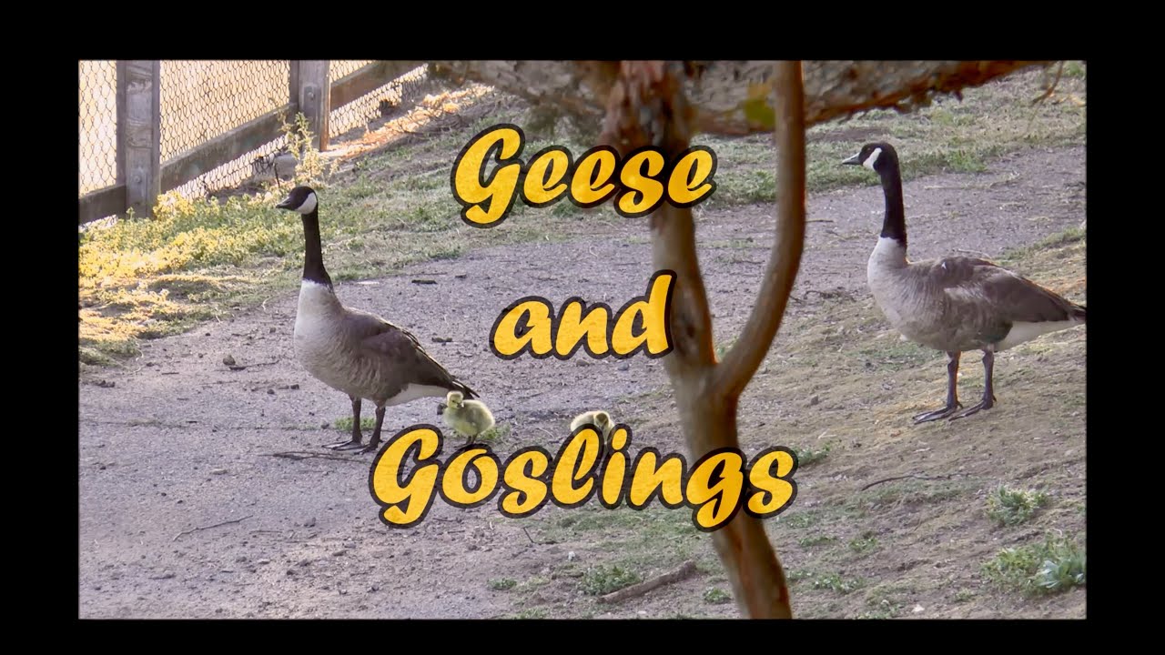 Geese and Goslings - YouTube