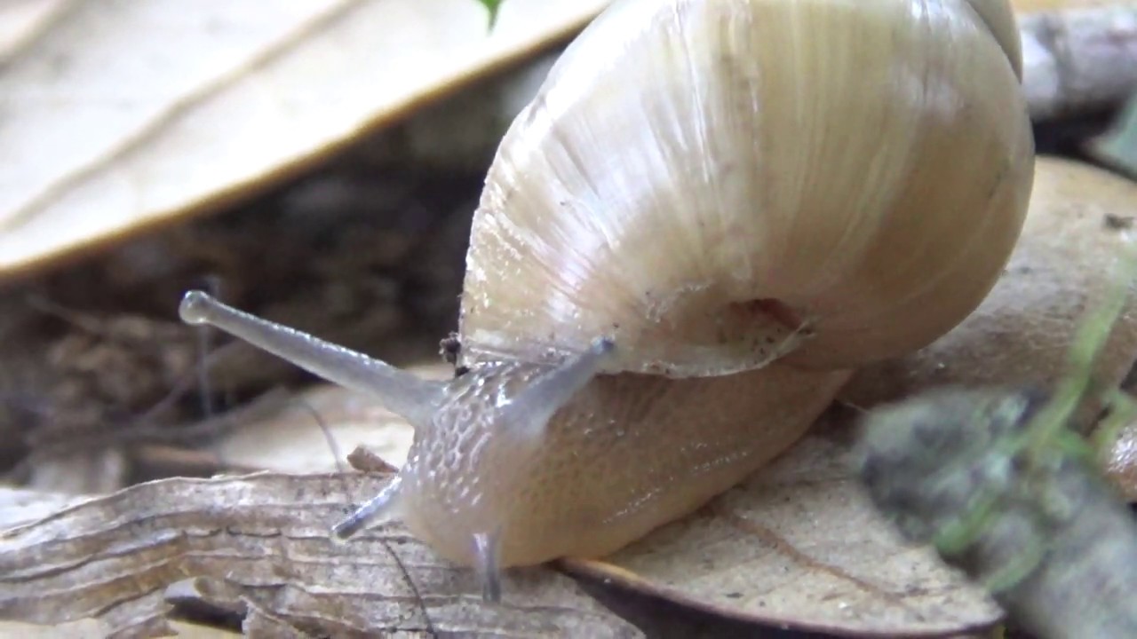 Prairie Rabdotus Snail (Rabdotus mooreanus) #3 - YouTube