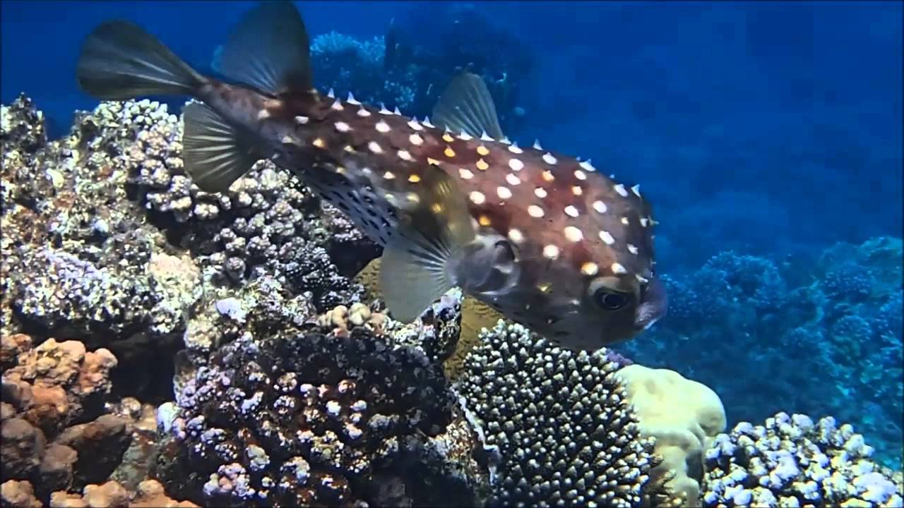 Pesce istrice - YouTube