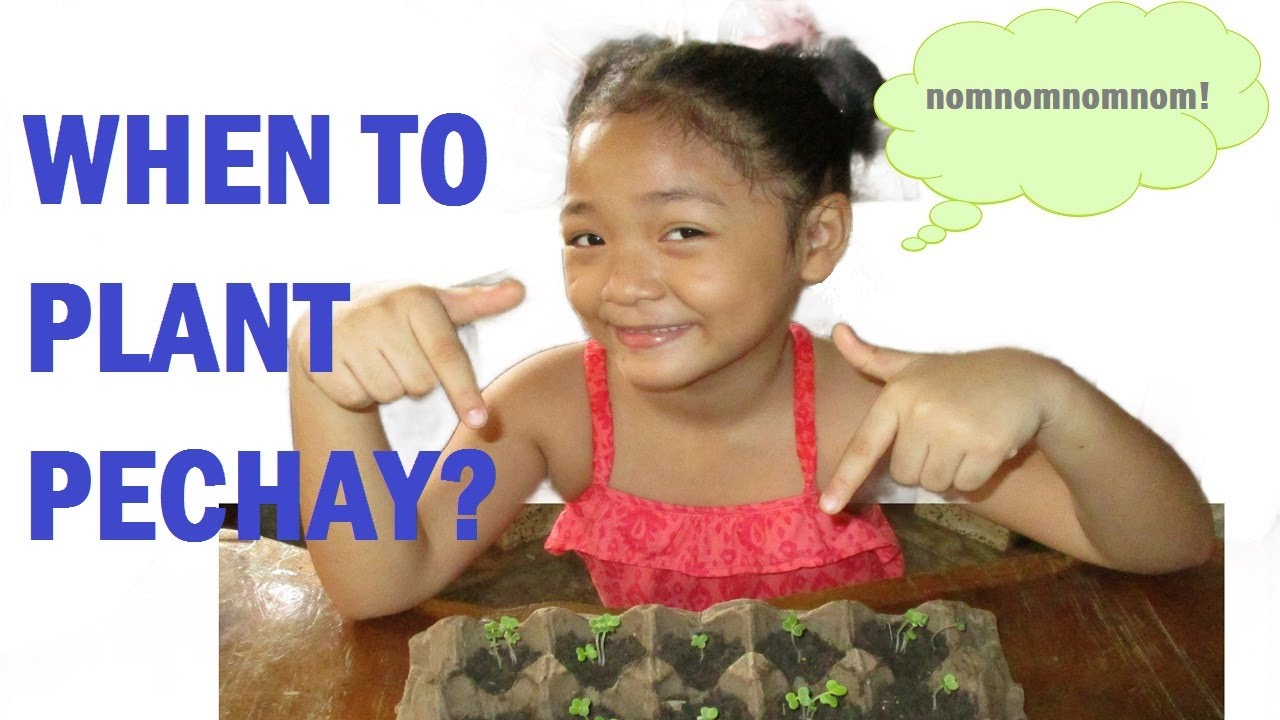 HOW TO PLANT PECHAY: Planting Pechay Seedling (Part 1/3) | Basic ...