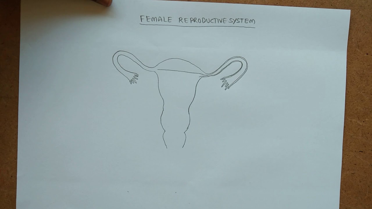Female reproductive system - diagram - YouTube