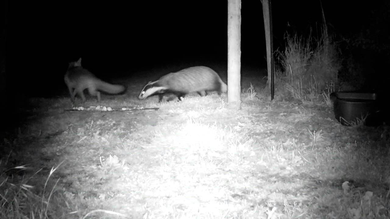 Badger Biting Fox's Tail ! - YouTube