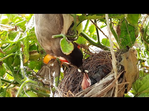 Top Down eggs feeding of baby birds in nest - YouTube