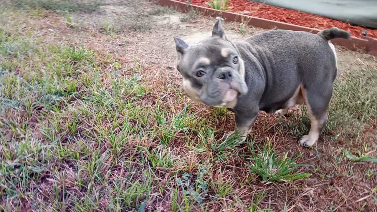 Nano Bully Prego 54 Days - YouTube