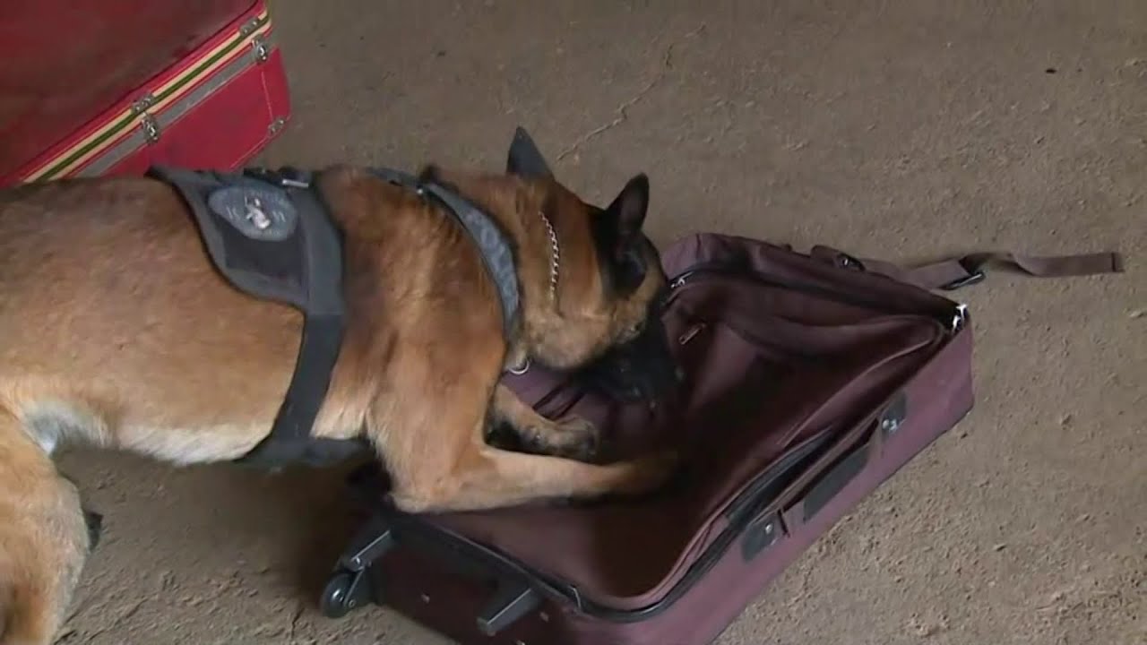 First of its kind K9 training comes to Arkansas - YouTube