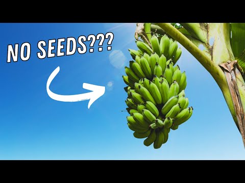 How Are Bananas Grown Without Seeds