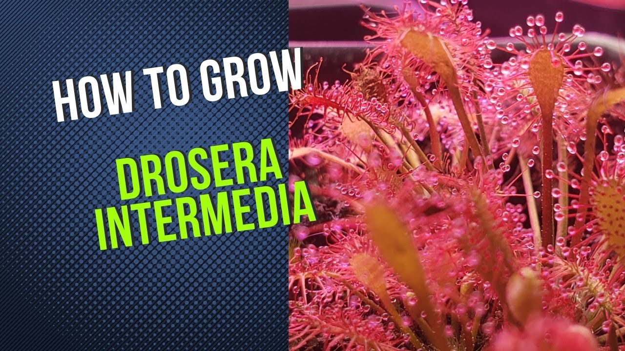 How to Grow and Propagate Drosera Intermedia (Carnivorous Plant Grow ...